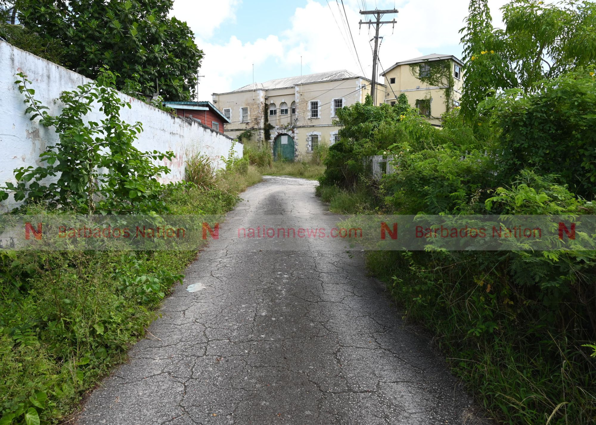 Overgrown Glendairy a ‘haven for monkeys’ - nationnews.com